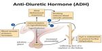Mechanism of action of Antidiuretic Hormone (ADH) - QS Study