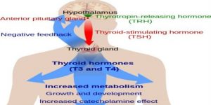 Mechanism of Action of Thyroid Hormone - QS Study