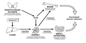 Role of Parathyroid Hormone in regulation of Calcium Metabolism - QS Study