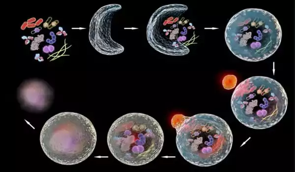 Wound Healing is aided by Autophagy – a Cellular Cleaning Activity - QS ...