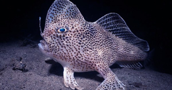 The World's Rarest Fish Is Making A Comeback—One Ridiculous Baby At A ...